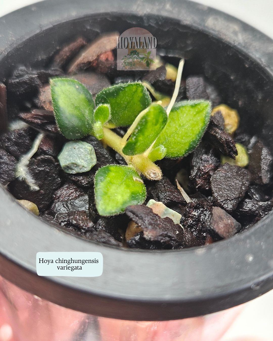 Hoya Land Rare Plants Australia