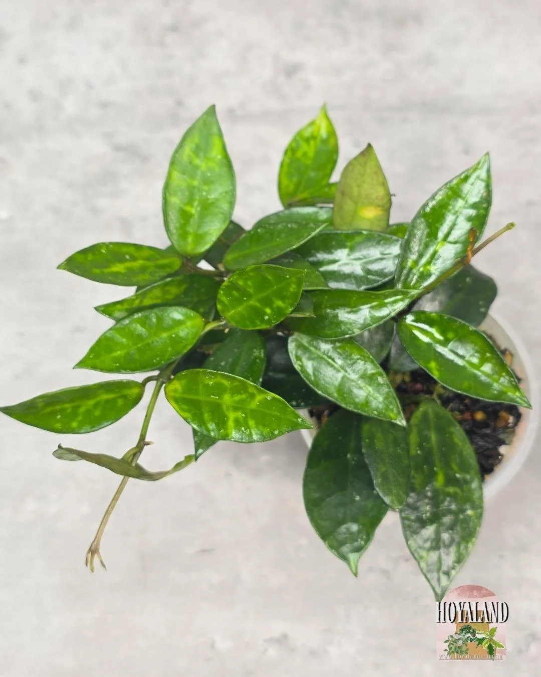 Hoya Land Rare Plants Australia