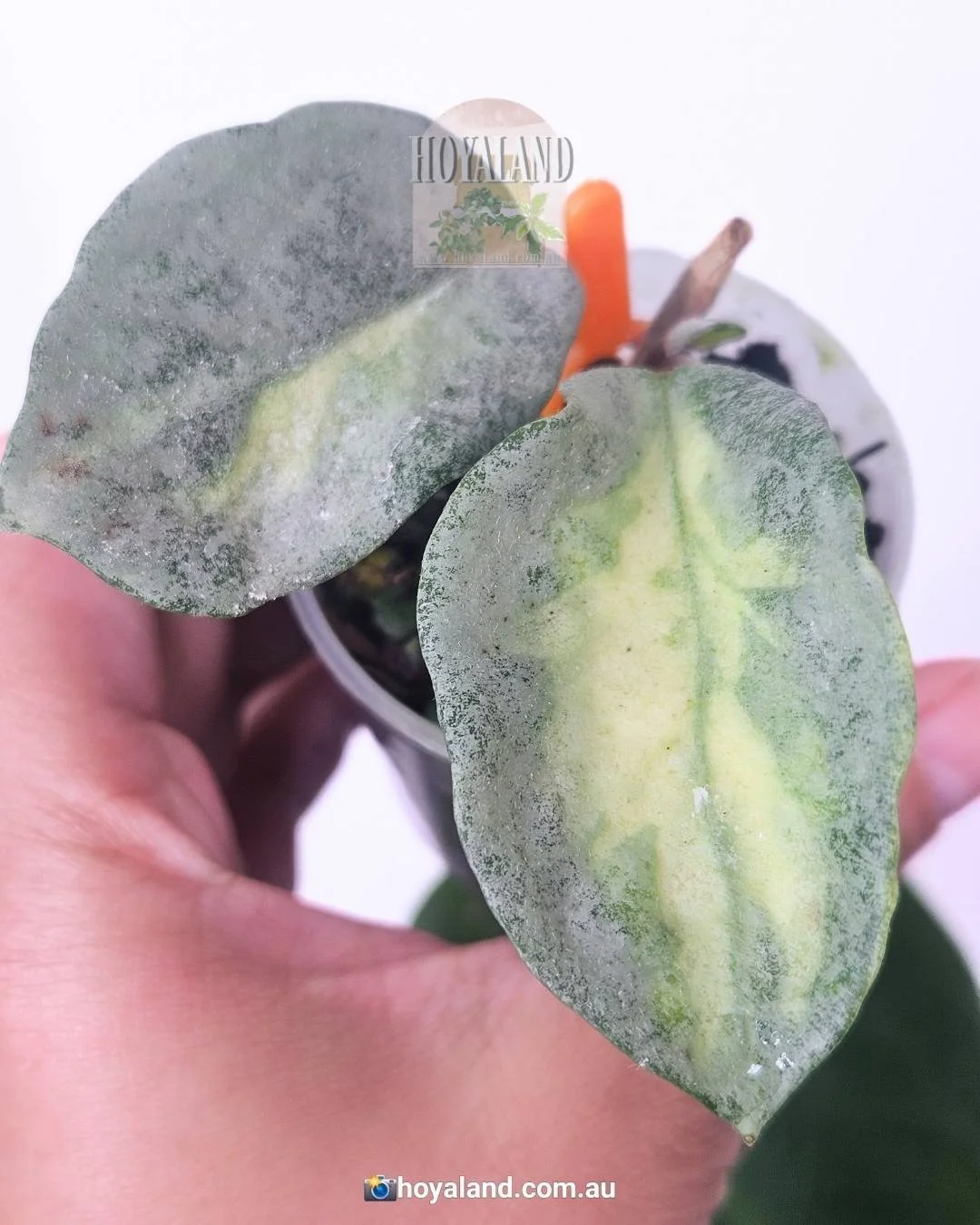 Hoya Land Rare Plants Australia