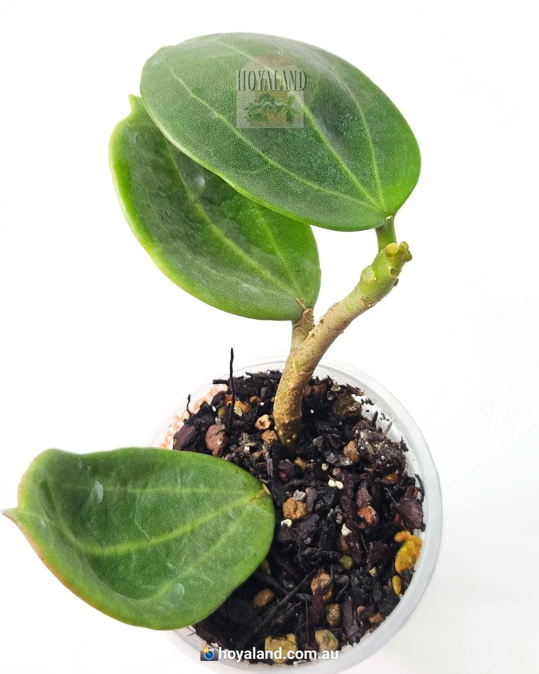 Hoya Land Rare Plants Australia