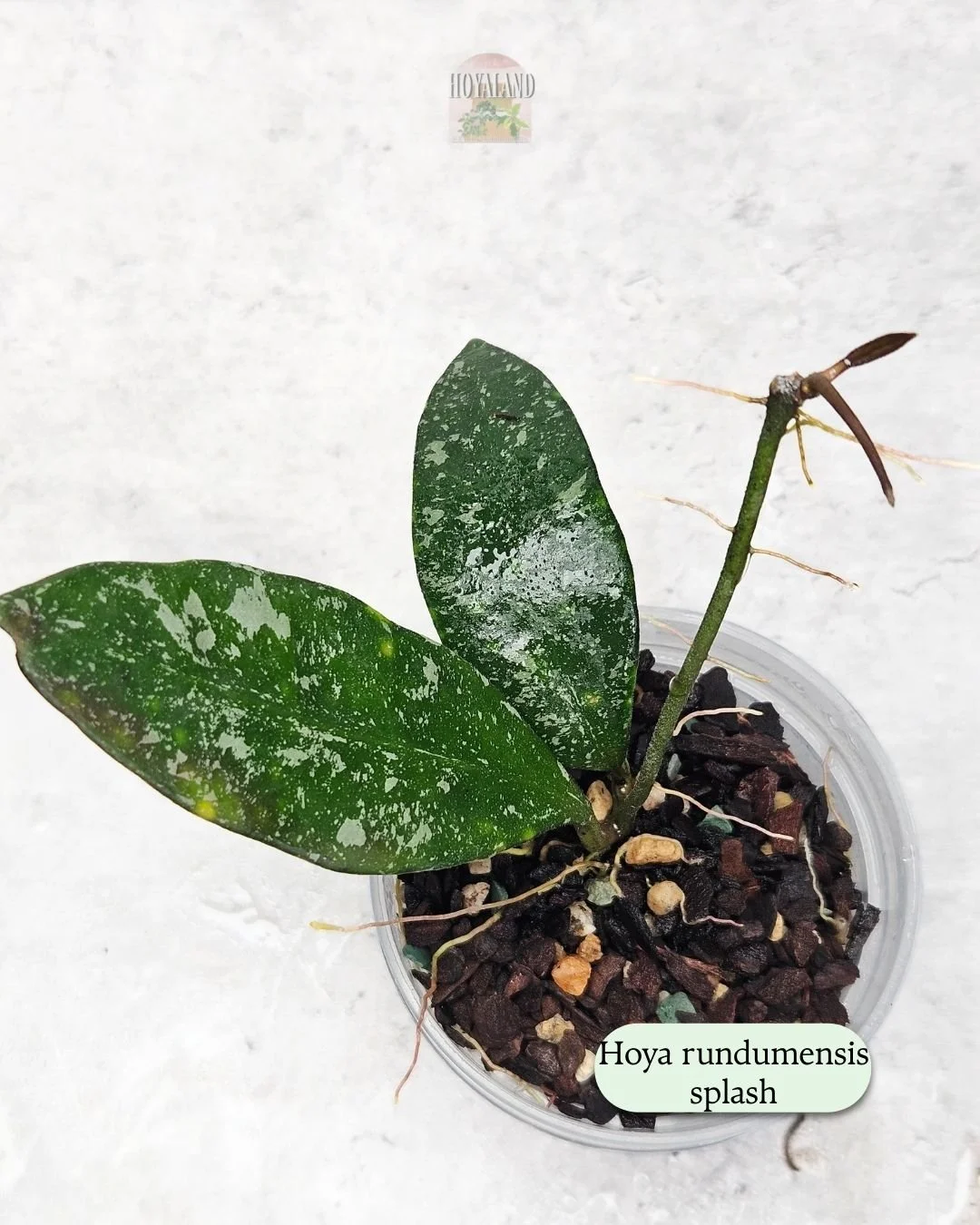 Hoya Land Rare Plants Australia