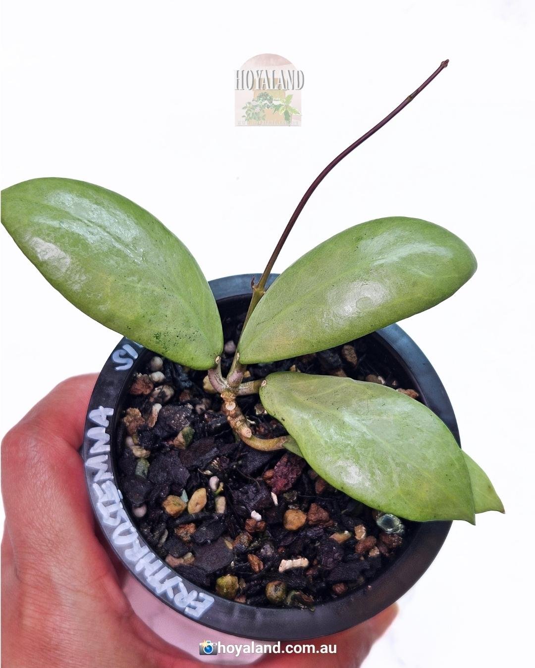 Hoya Land Rare Plants Australia