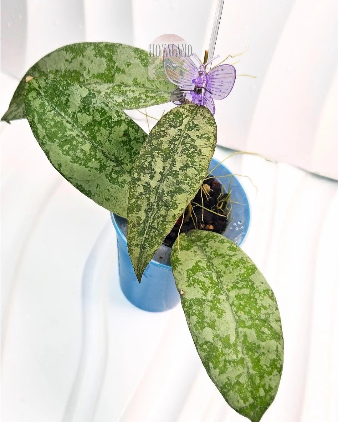 Hoya Land Rare Plants Australia