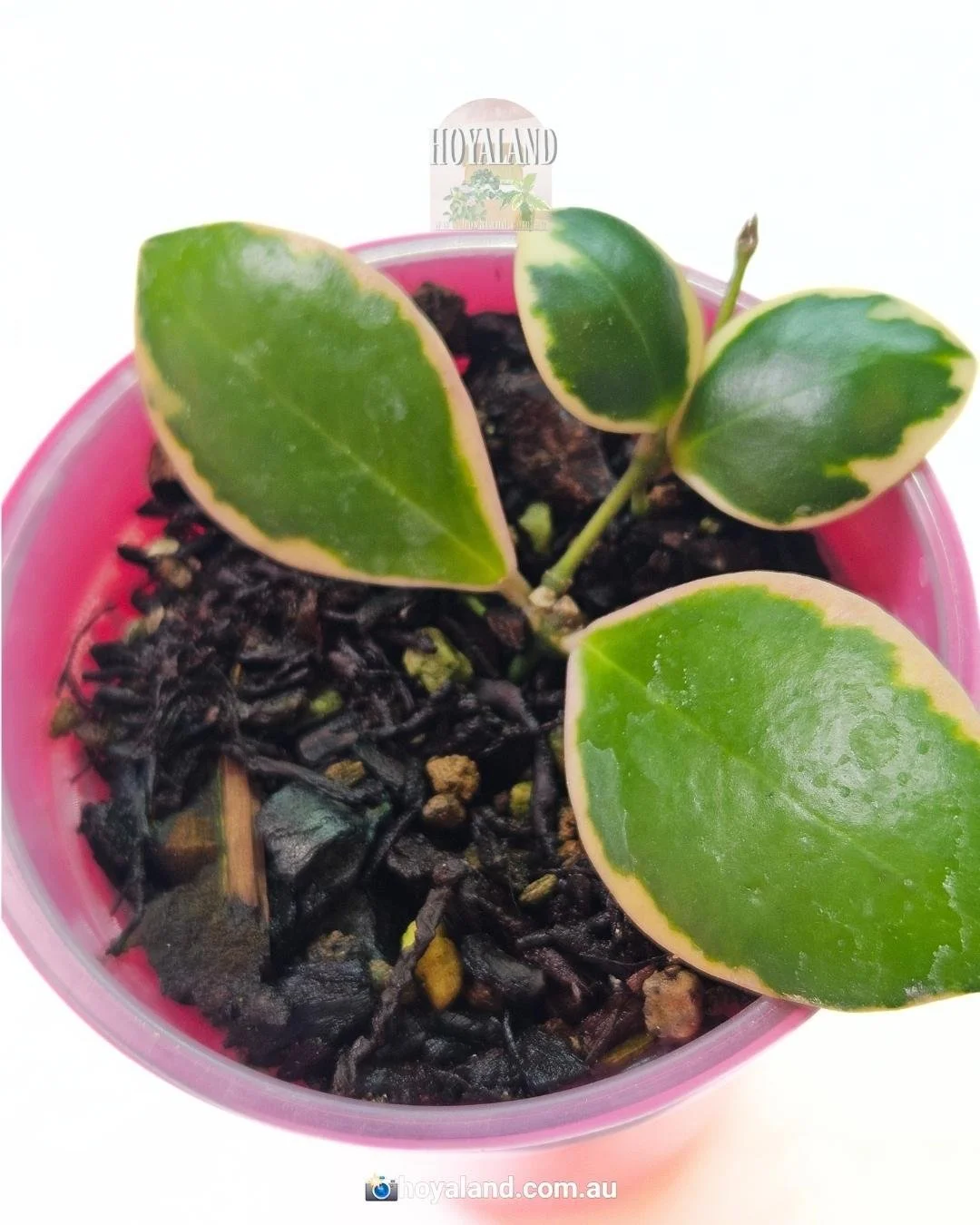 Hoya Land Rare Plants Australia