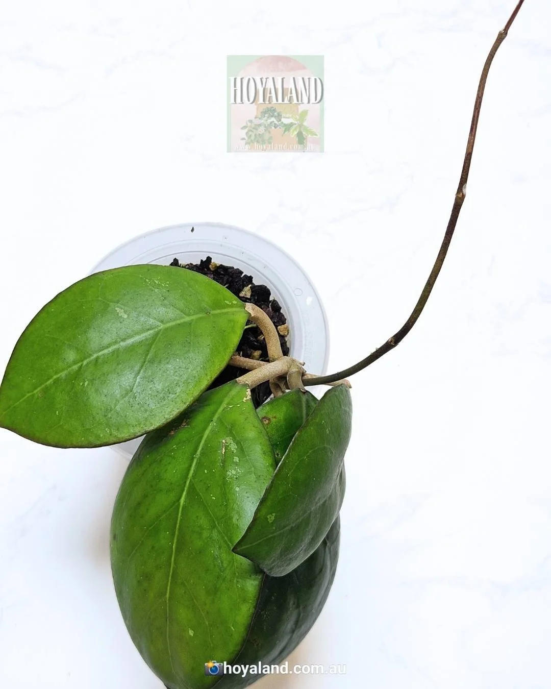 Hoya Land Rare Plants Australia