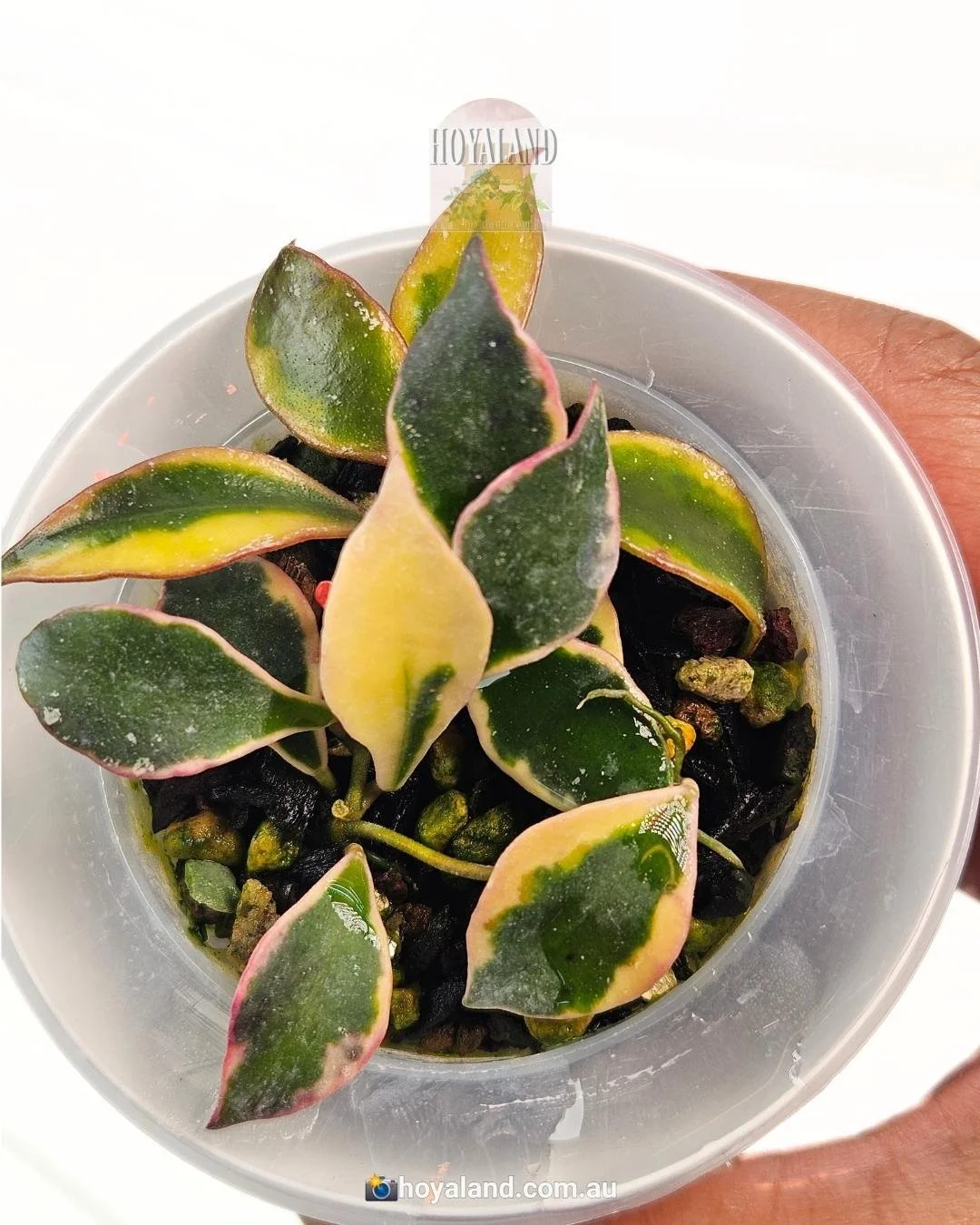 Hoya Land Rare Plants Australia