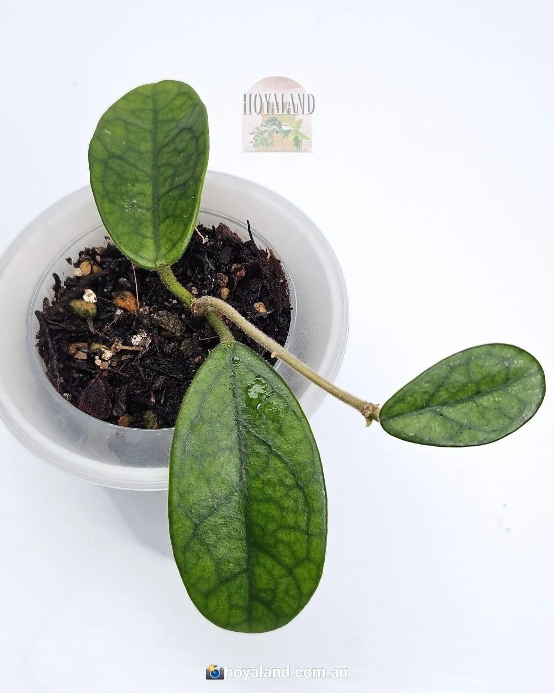 Hoya Land Rare Plants Australia