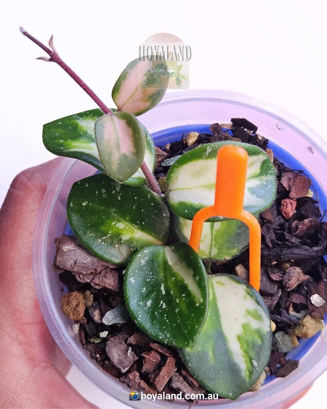 Hoya Land Rare Plants Australia