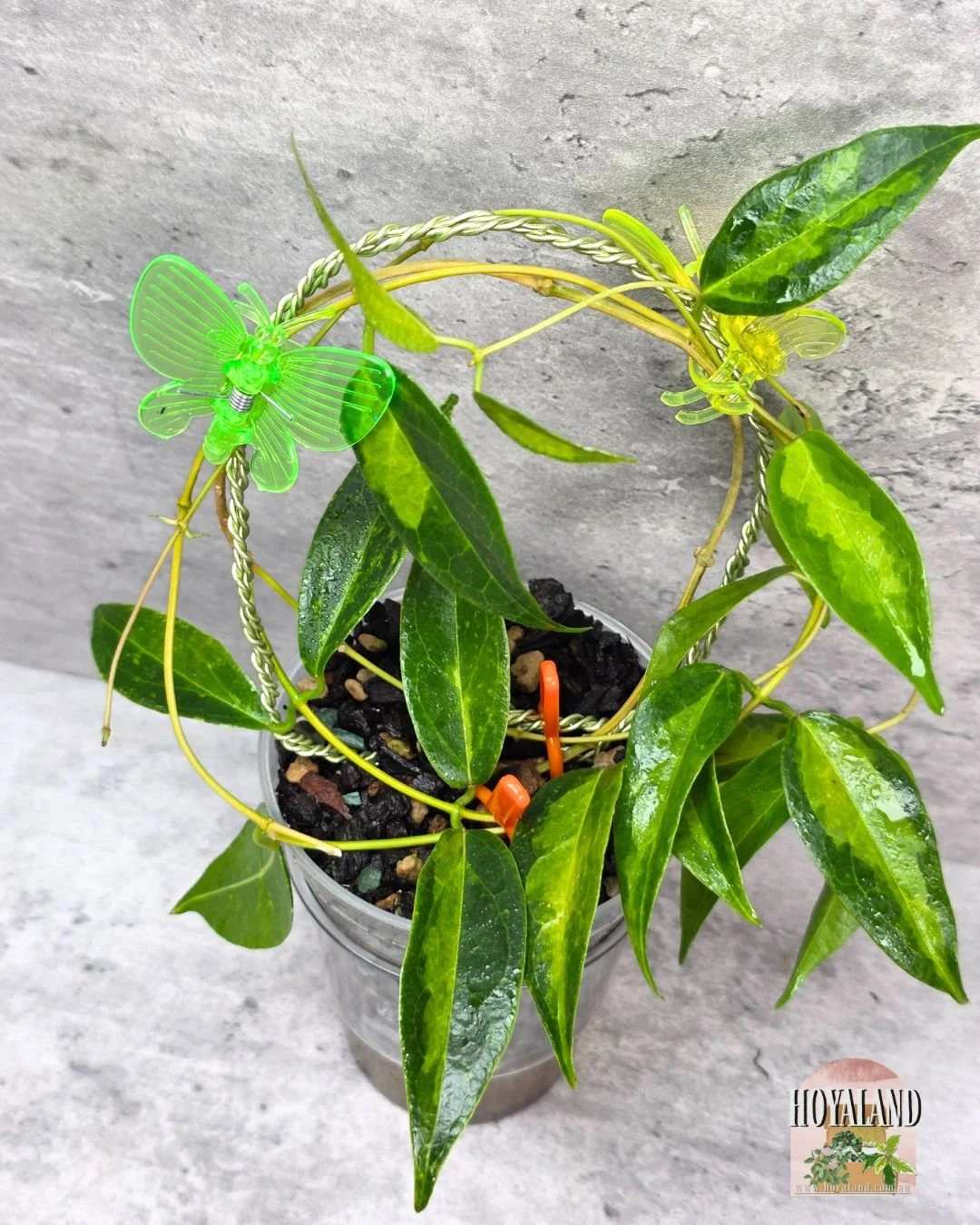 Hoya Land Rare Plants Australia