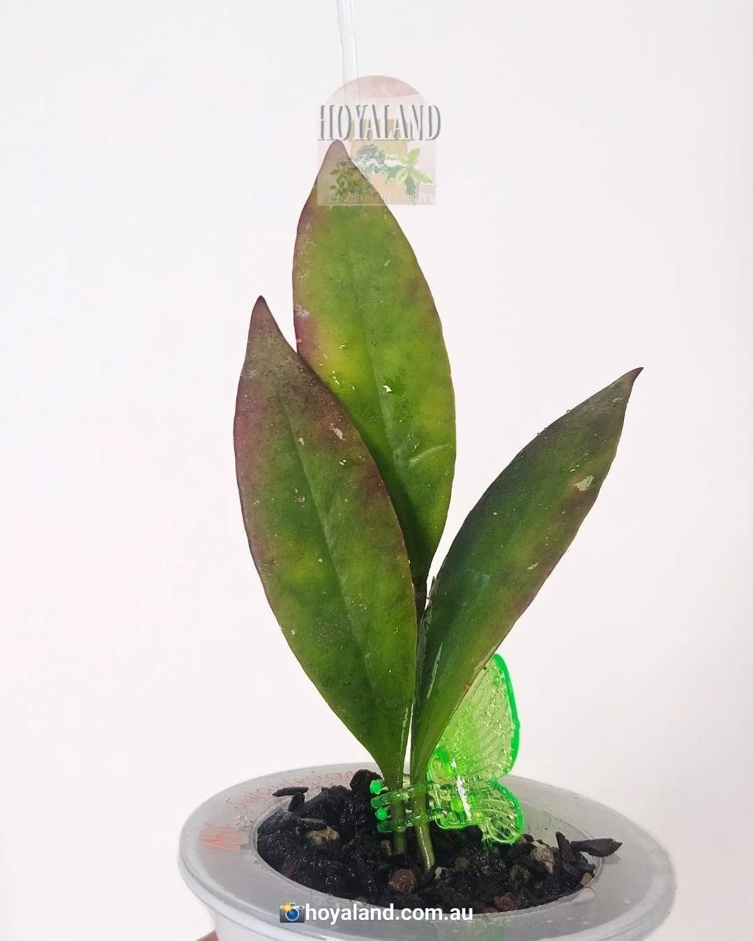 Hoya Land Rare Plants Australia