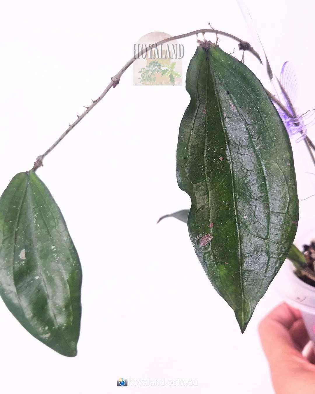 Hoya Land Rare Plants Australia
