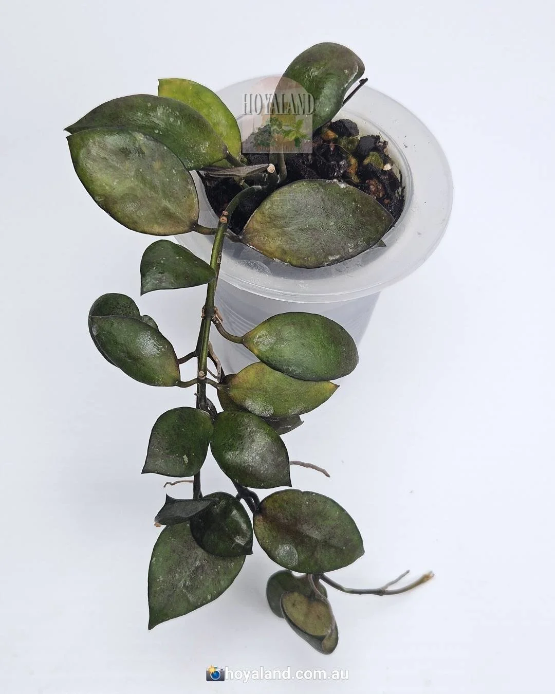 Hoya Land Rare Plants Australia