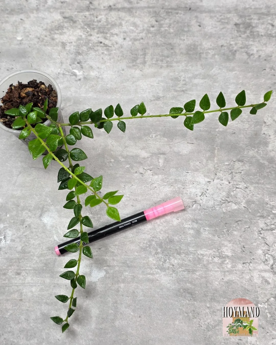 Hoya Land Rare Plants Australia