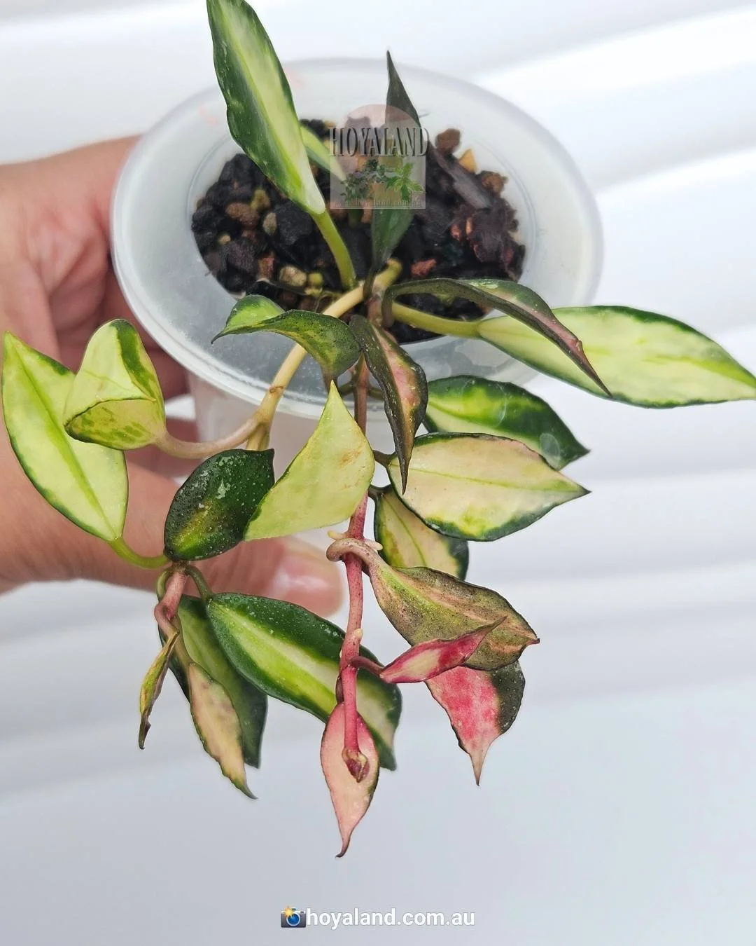 Hoya Land Rare Plants Australia