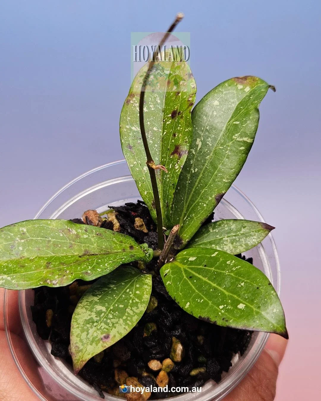 Hoya Land Rare Plants Australia