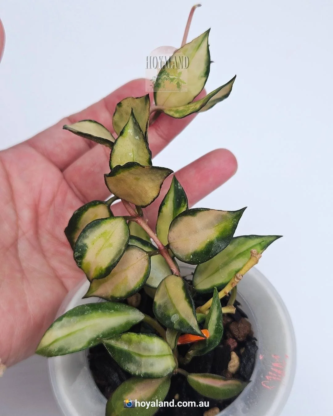 Hoya Land Rare Plants Australia