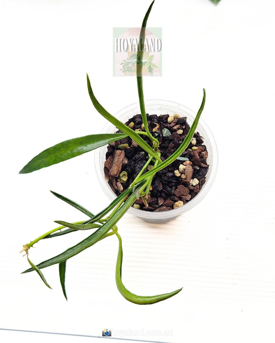 Hoya Land Rare Plants Australia