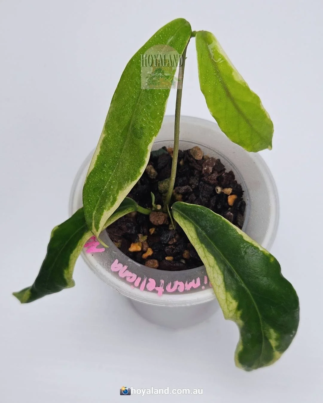 Hoya Land Rare Plants Australia