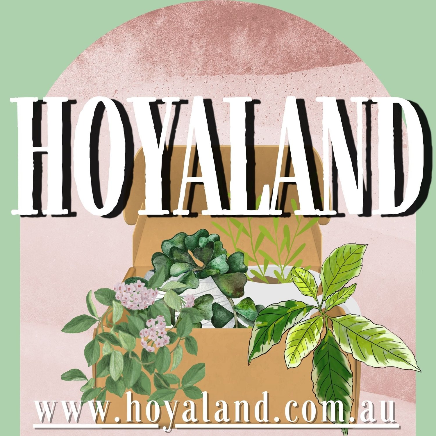 Hoya Land Rare Plants Australia
