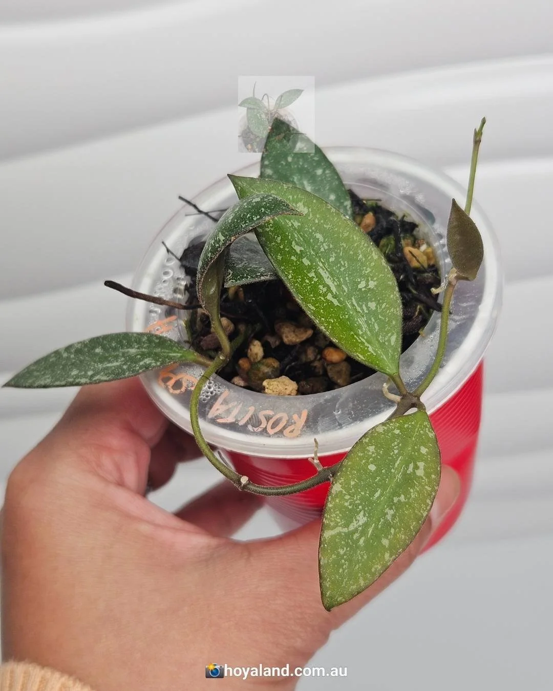 Hoya Land Rare Plants Australia