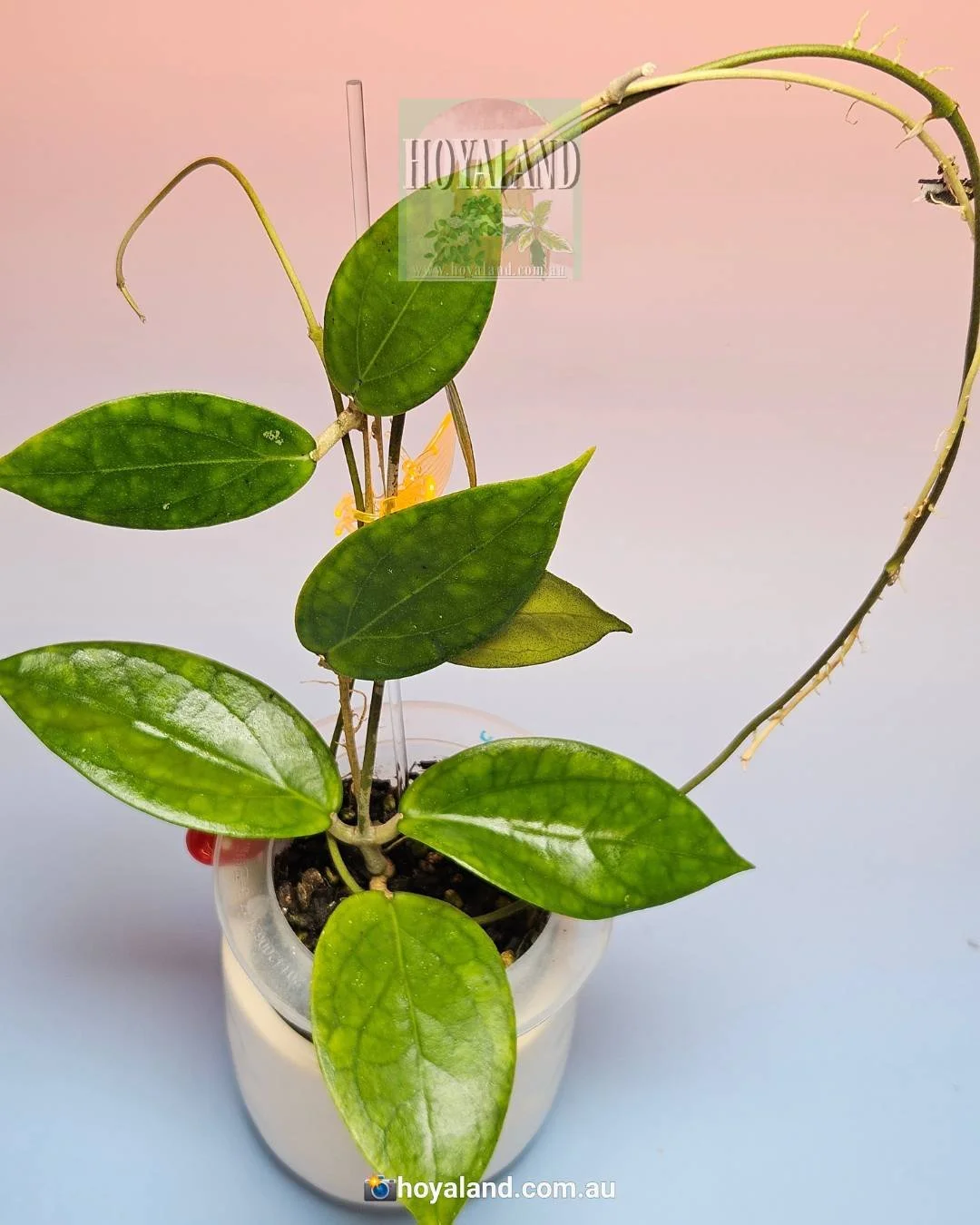 Hoya Land Rare Plants Australia