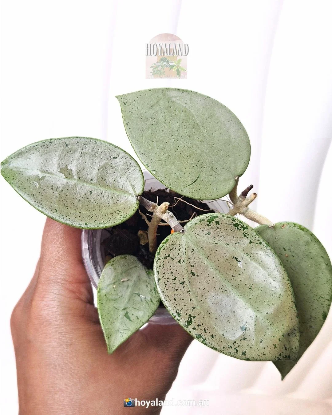 Hoya Land Rare Plants Australia