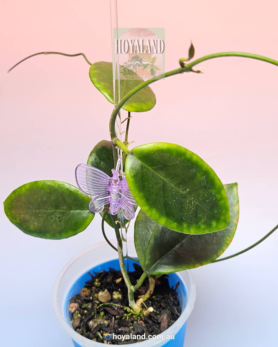 Hoya Land Rare Plants Australia