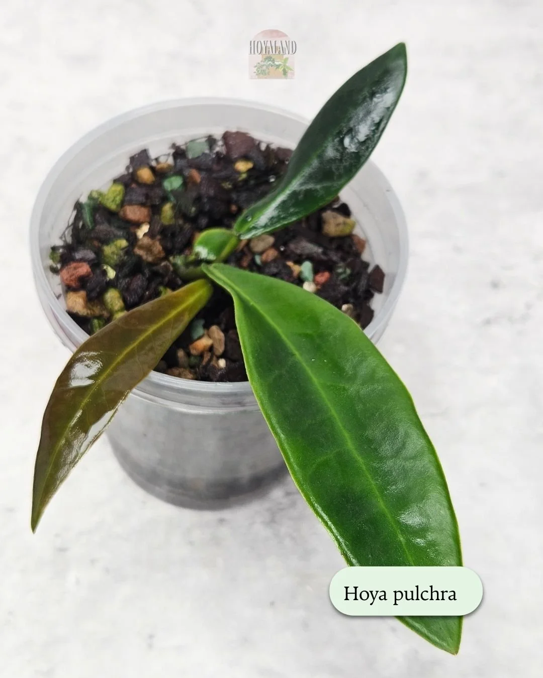 Hoya Land Rare Plants Australia