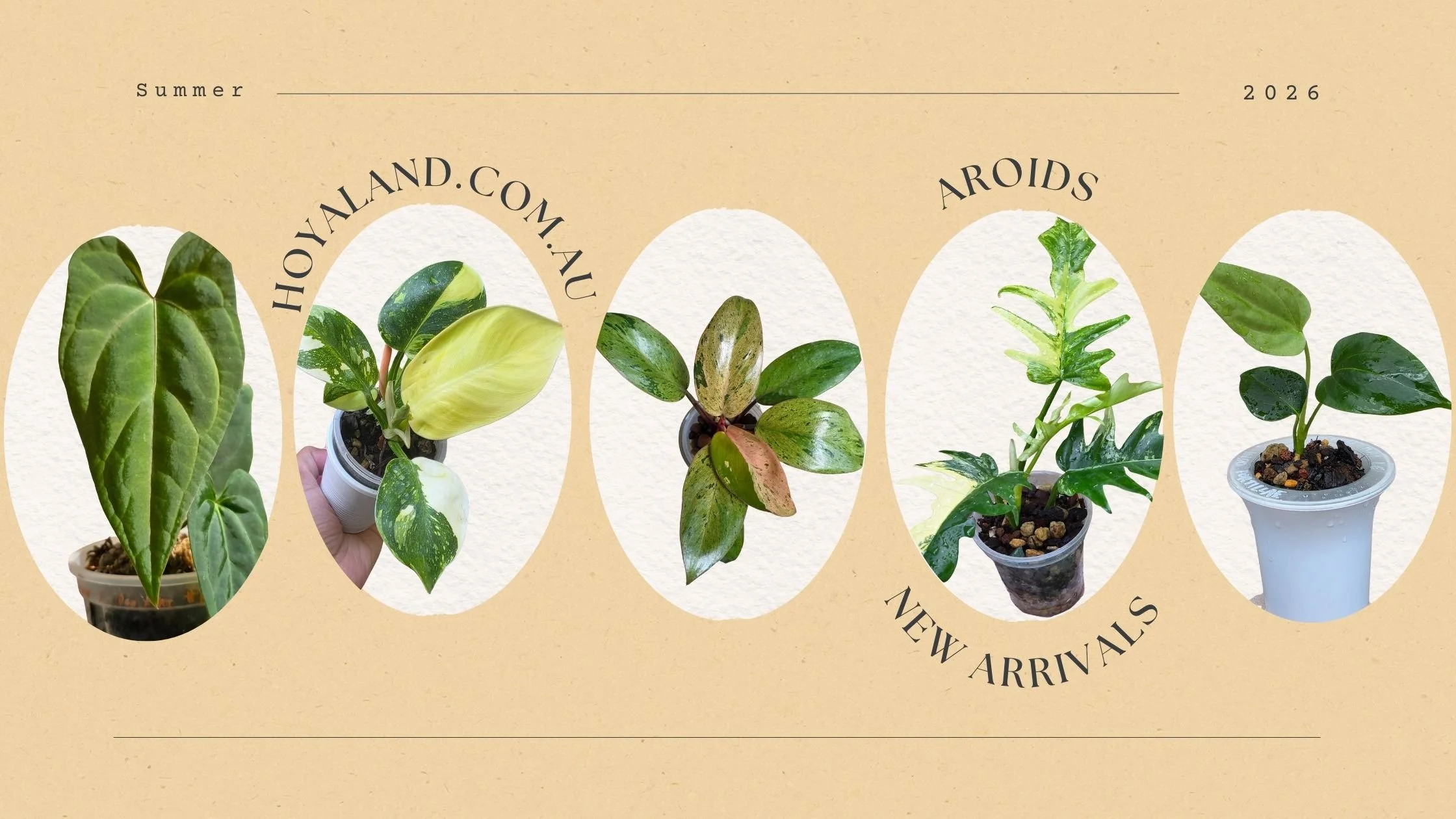 Hoyaland Rare Plants Australia
