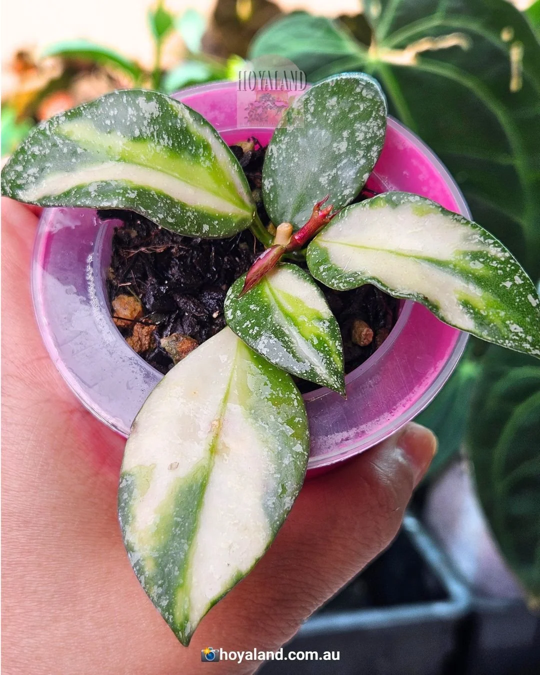 Hoya Land Rare Plants Australia