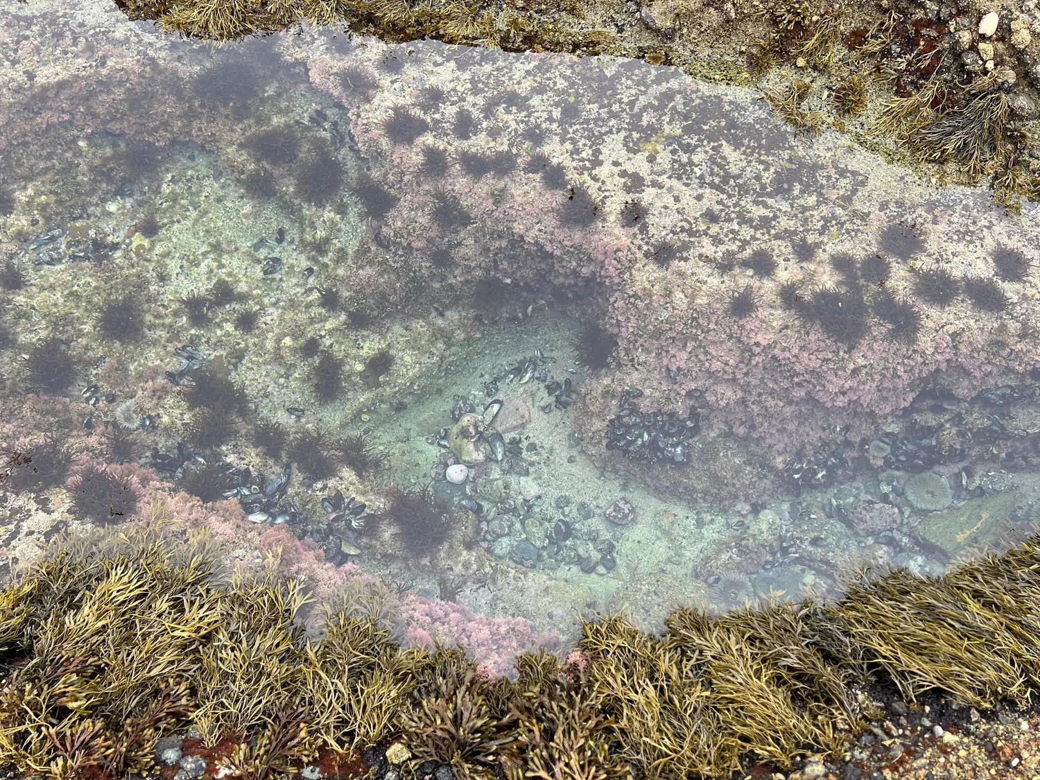 Where to Visit Tidepools — Laguna Ocean Foundation