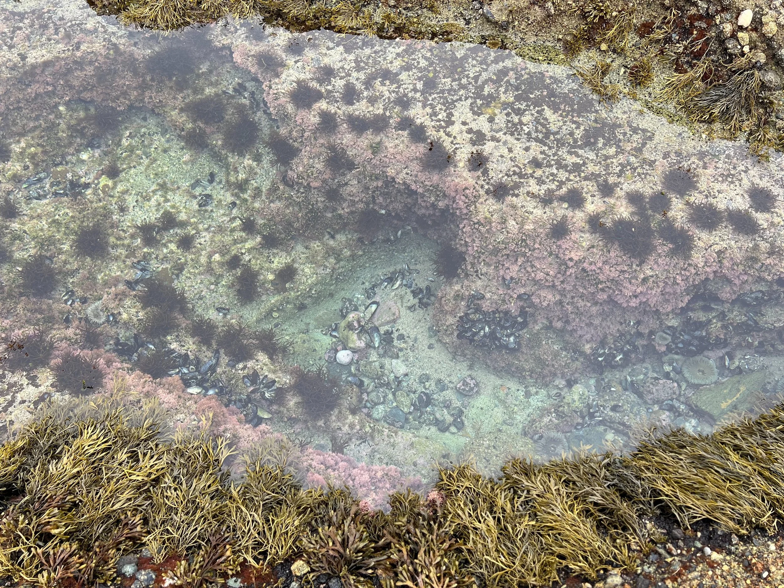 Where to Visit Tidepools — Laguna Ocean Foundation