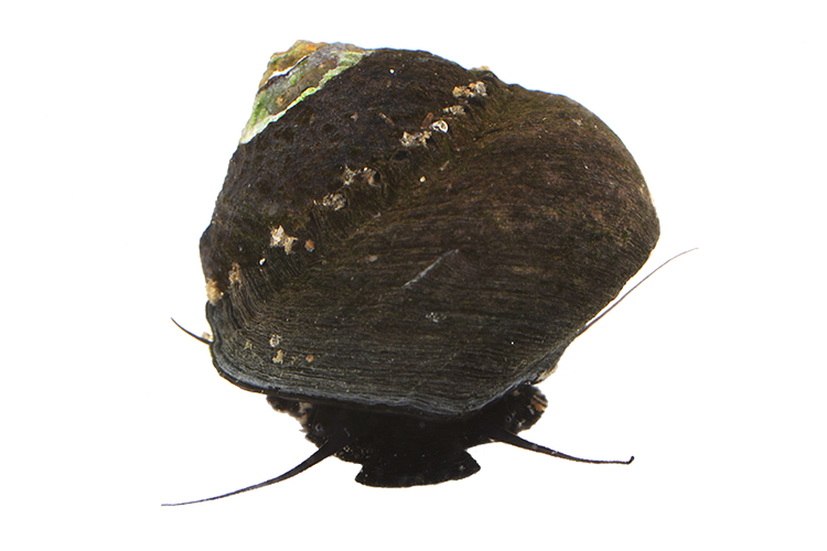 Tidepool Species found in Laguna Beach — Laguna Ocean Foundation