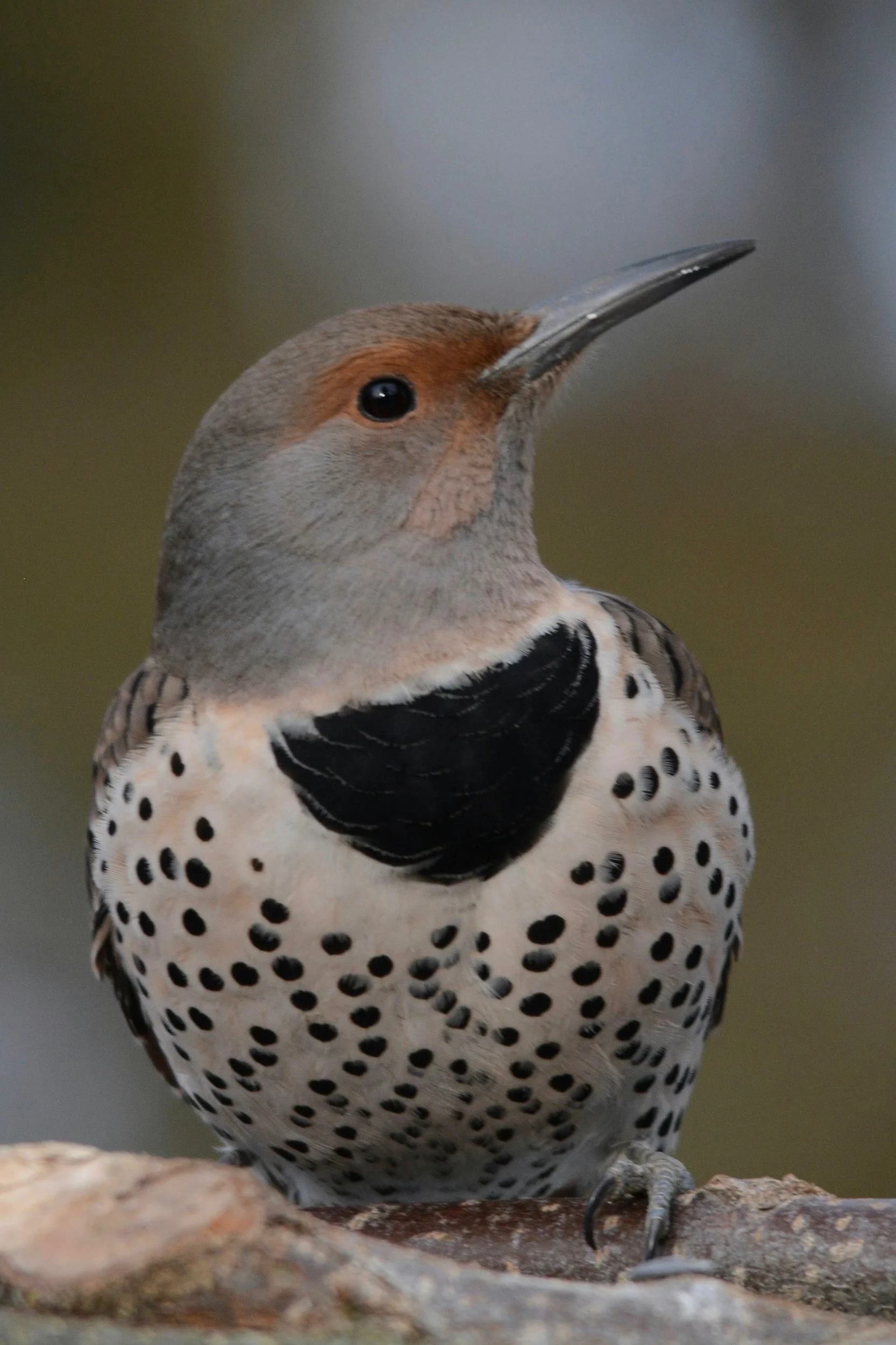 Explore Local Birds — Coeur d'Alene Audubon