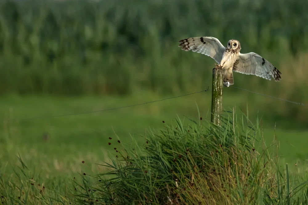 Explore Local Birds — Coeur d'Alene Audubon
