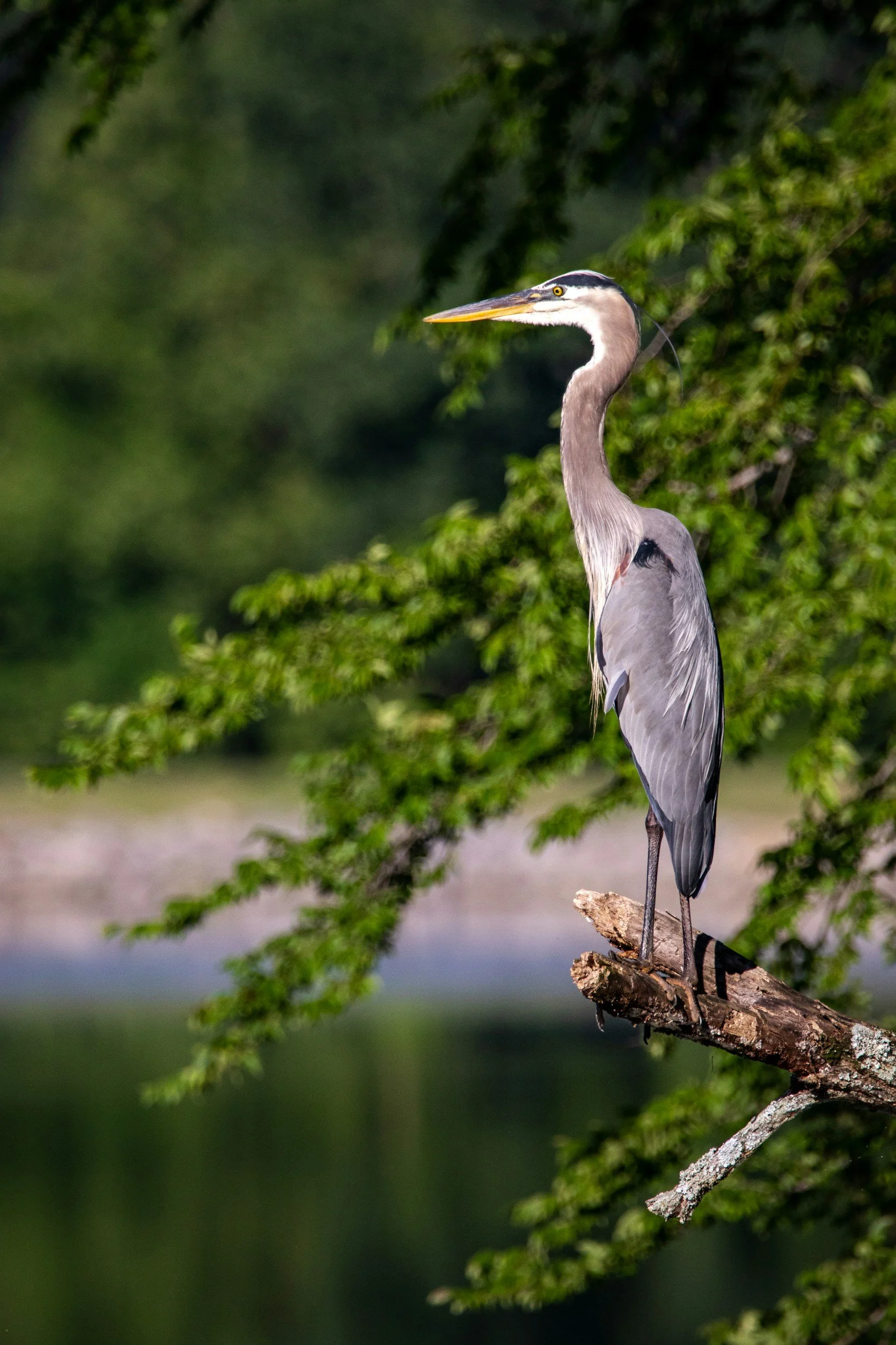 Explore Local Birds — Coeur d'Alene Audubon