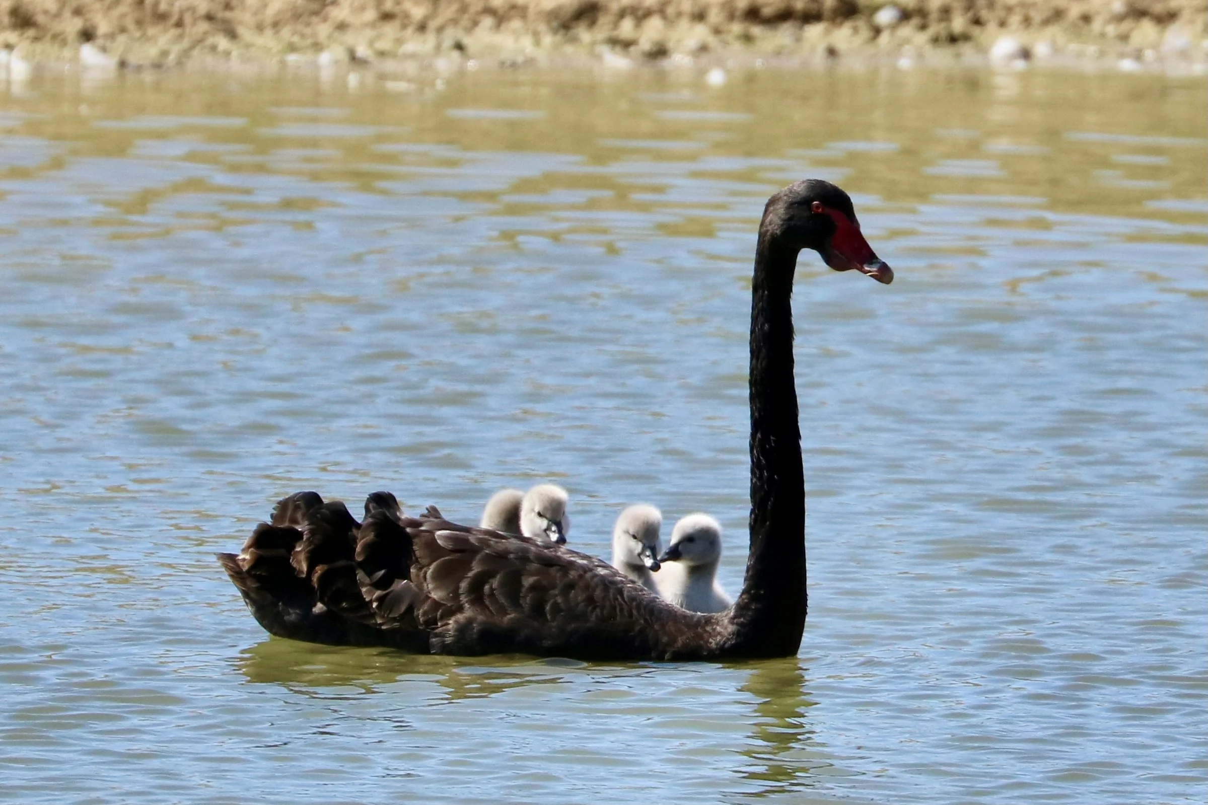 Kumarangk Hindmarsh Island Landcare Group