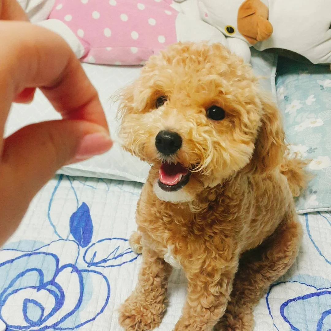 Available Poodle | Adopt Your Puppy Now — Registered Poodle Maltipoo Home