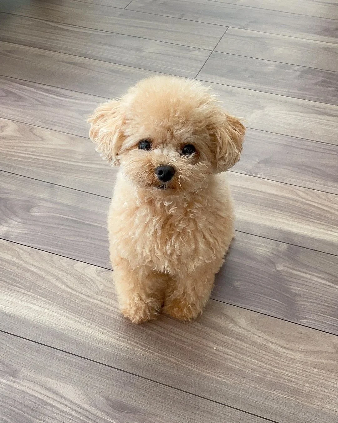 Available Poodle | Adopt Your Puppy Now — Registered Poodle Maltipoo Home