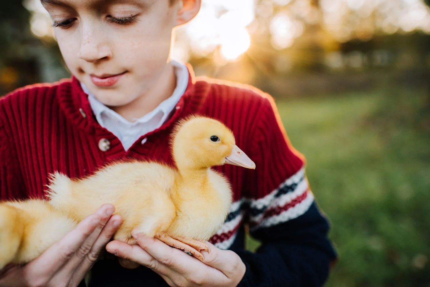 NON GMO Chicks and Chickens in Conroe Texas