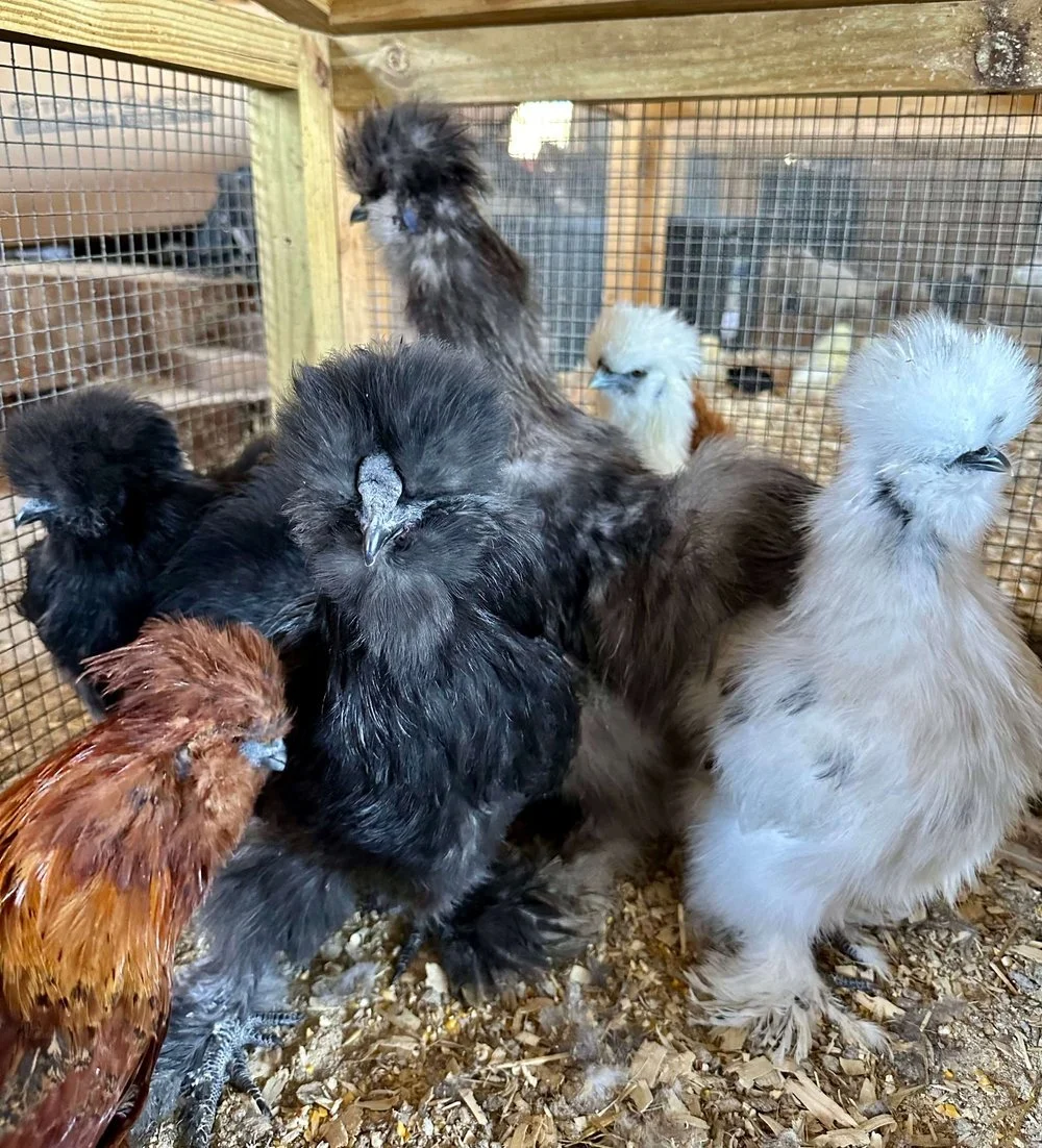 Our Birds — True Southland Farm