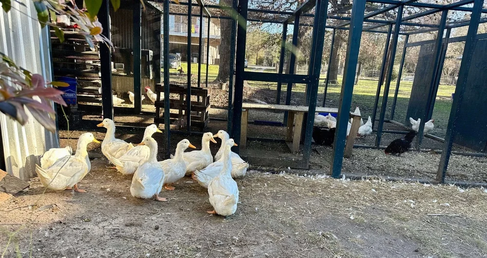 NON GMO Chicks and Chickens in Conroe Texas