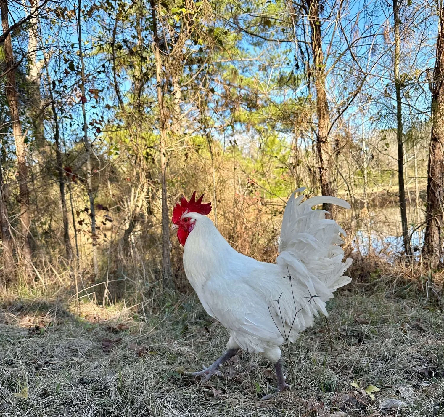 Our Birds — True Southland Farm