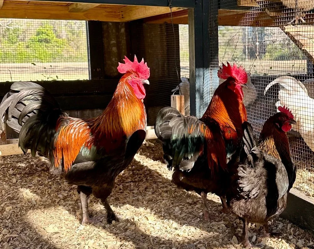 NON GMO Chicks and Chickens in Conroe Texas