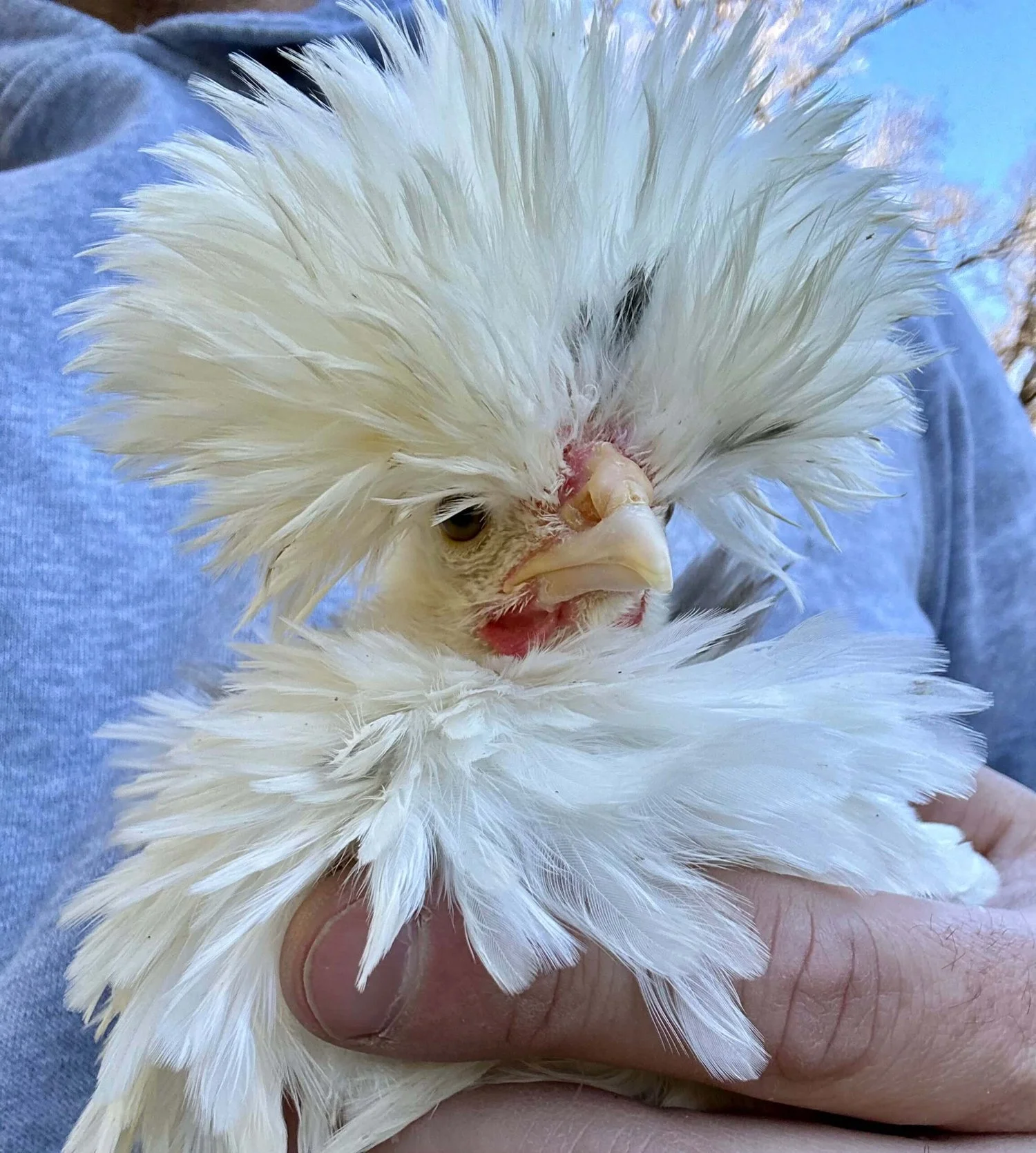 Our Birds — True Southland Farm