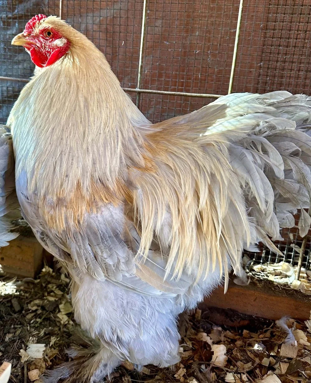 Our Birds — True Southland Farm