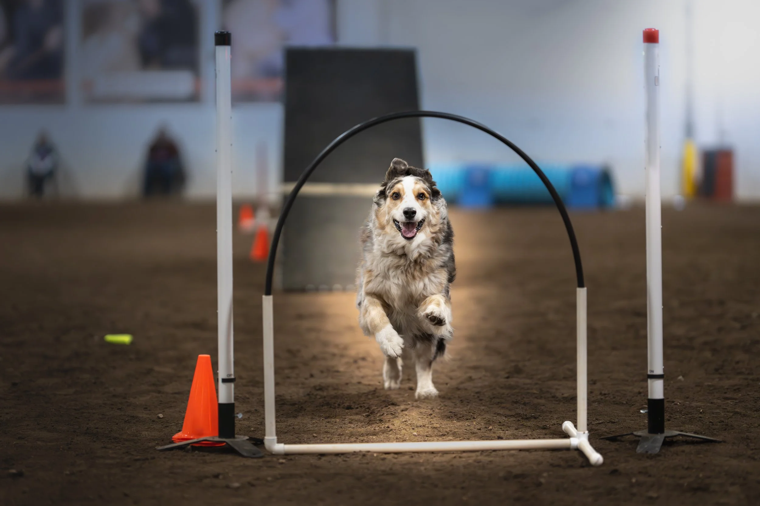 Adam Dog Photography - Agility Photo Gallery — Adam Dog Photography