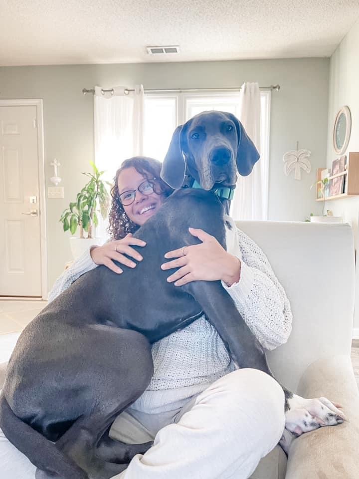 The History of the Great Dane Breed: From Ancient Times to Modern Day ...