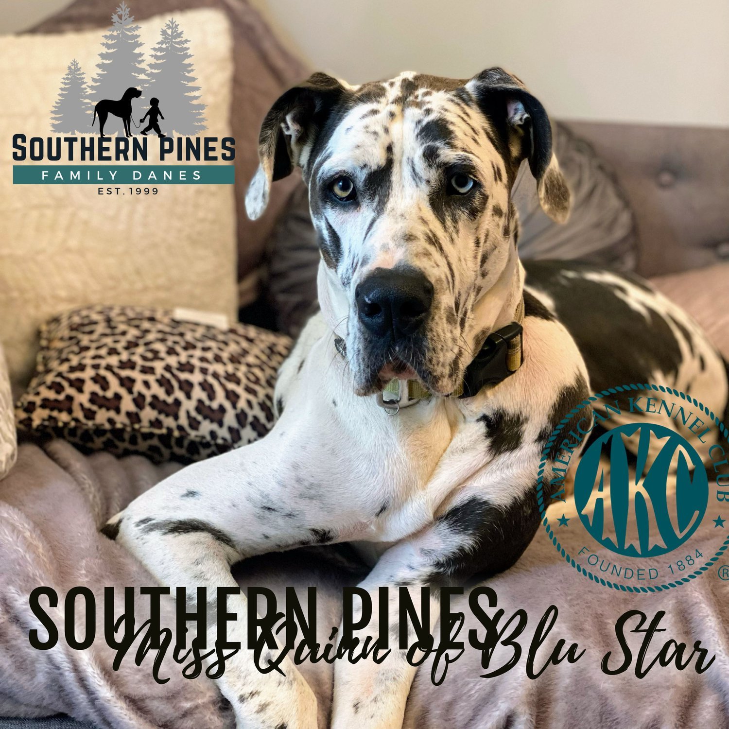 Great Dane Colors: A Guide to the Different Coat Variations — Southern ...