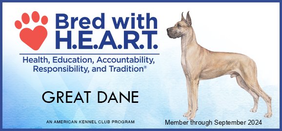 The History of the Great Dane Breed: From Ancient Times to Modern Day ...